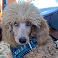 Double L Paws – Where Love & Loyalty Are Standard