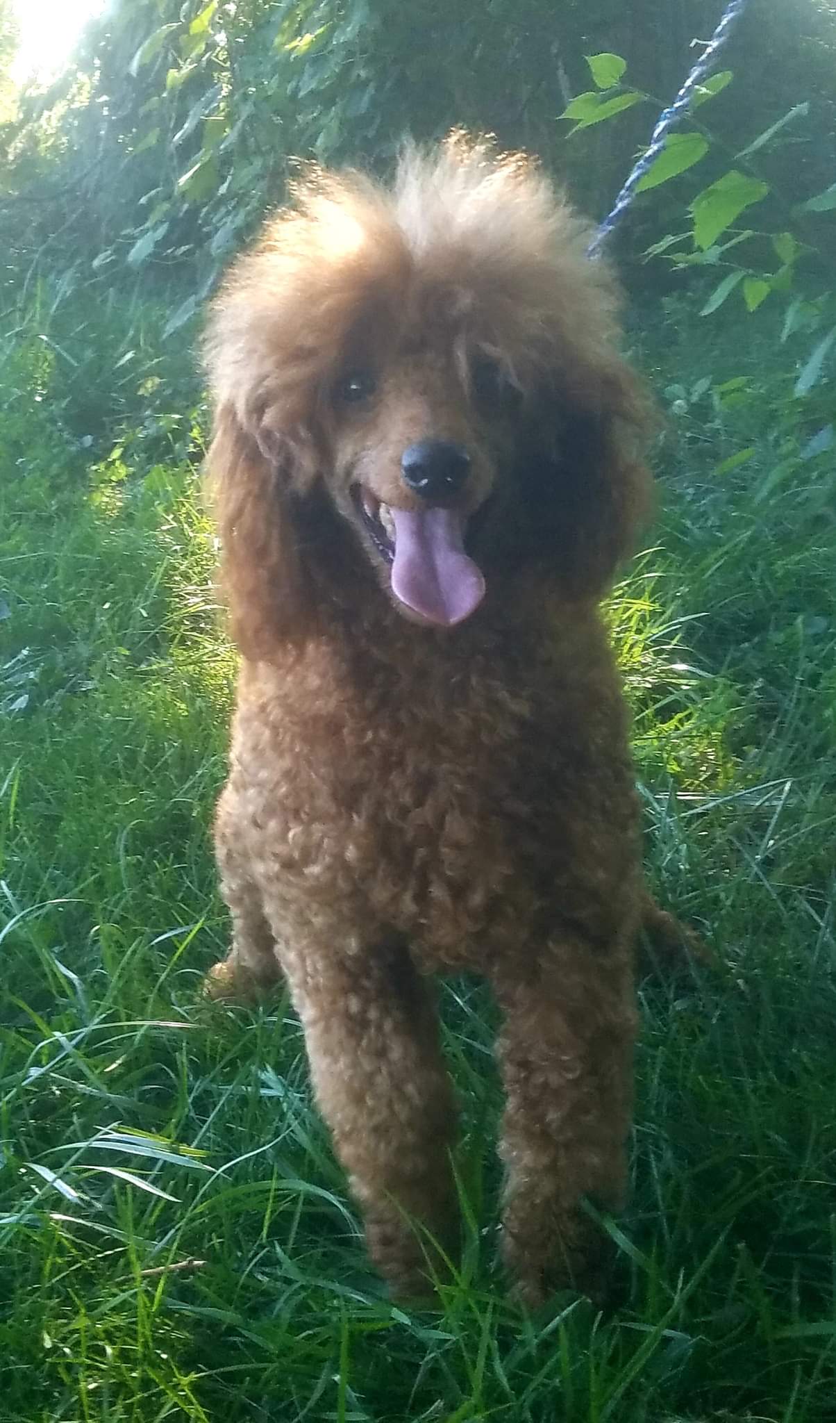 Parents – Double L Paws